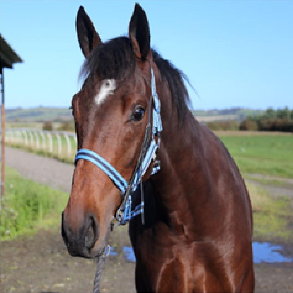 Buy Shares In Horse Racing - Tomlinson Horse Racing