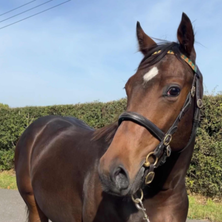 Tomlinson Horse Racing UK - Make It Your Race Day With Tomlinson Racing