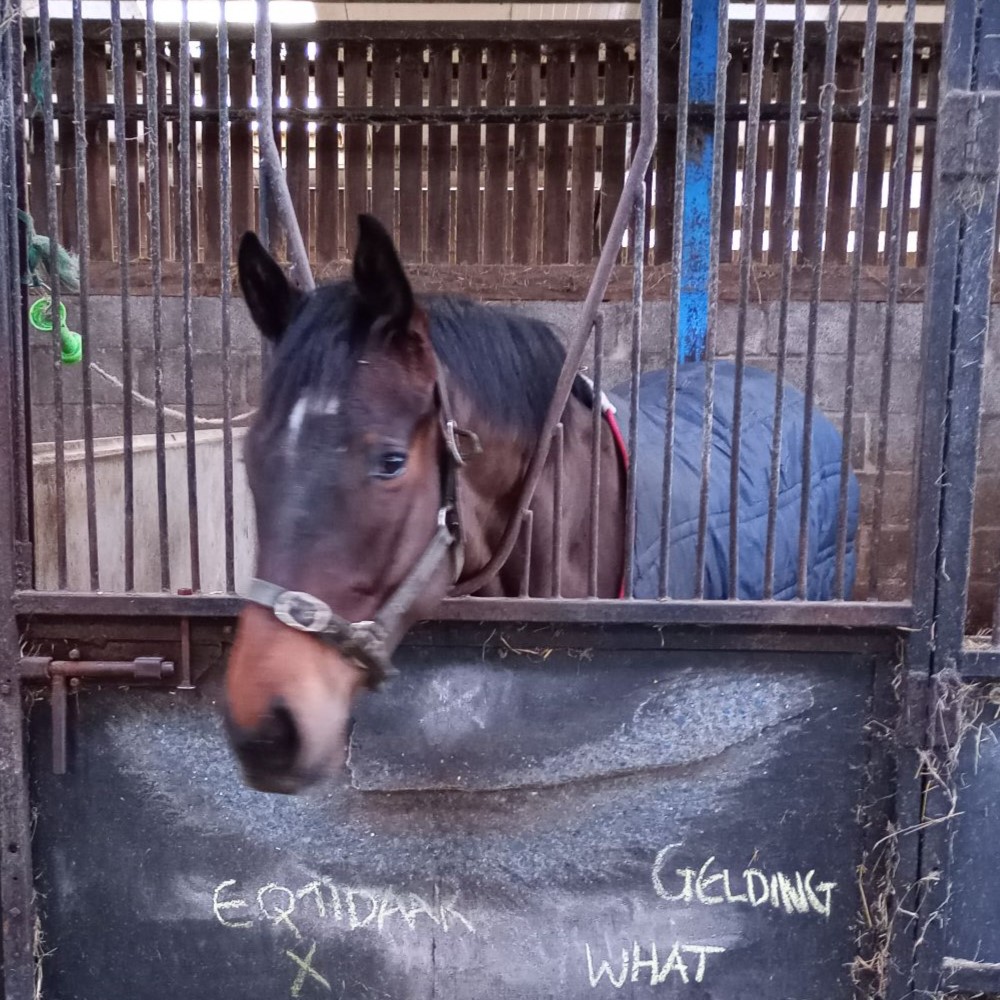 Tomlinson Horse Racing UK - Make It Your Race Day With Tomlinson Racing