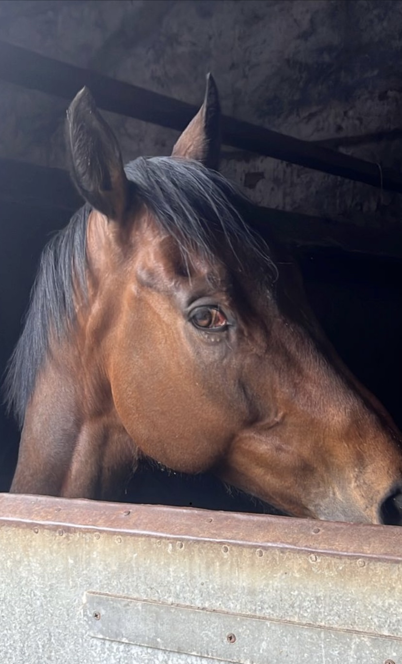 Contact Us - Tomlinson Horse Racing